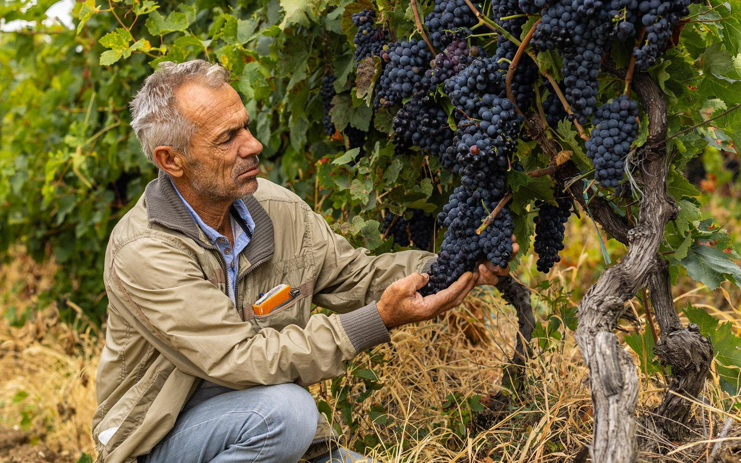 Terroir of Dreams: The Unique Landscape of Rahovec Valley