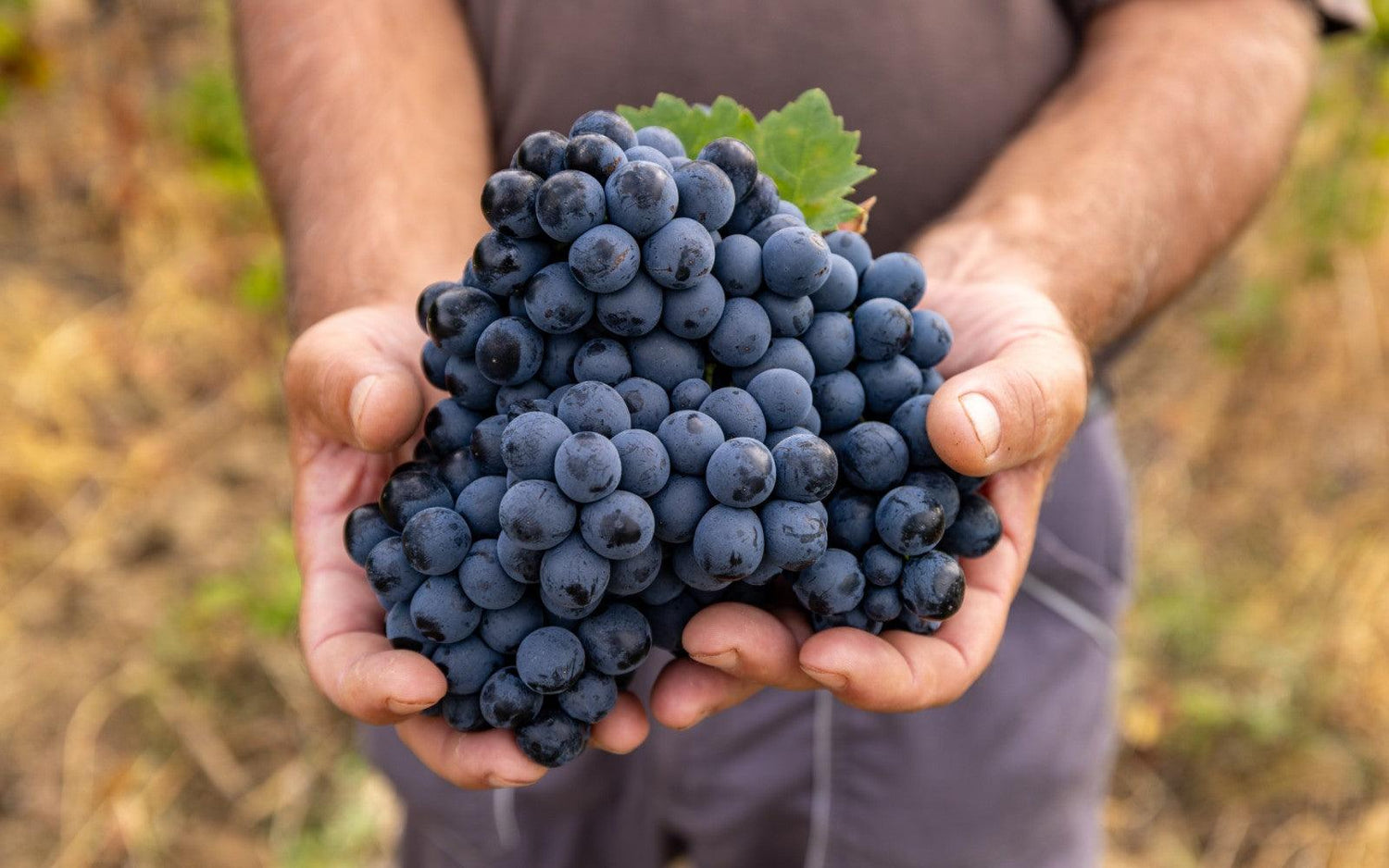 The Renaissance of Kosovo's Wine: The Stone Castle Story