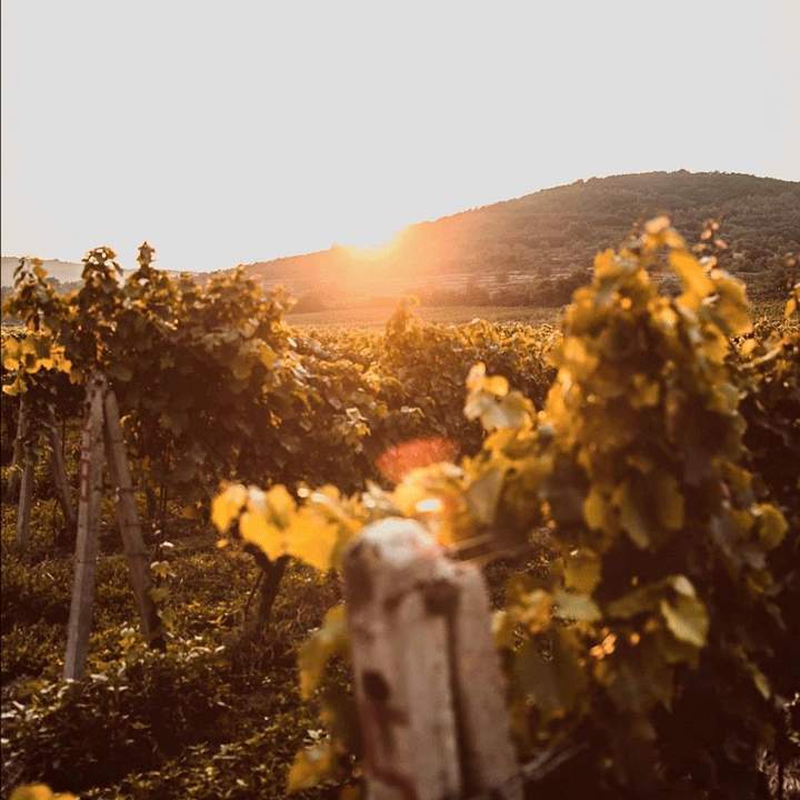 Stone Castle Vineyards and Winery